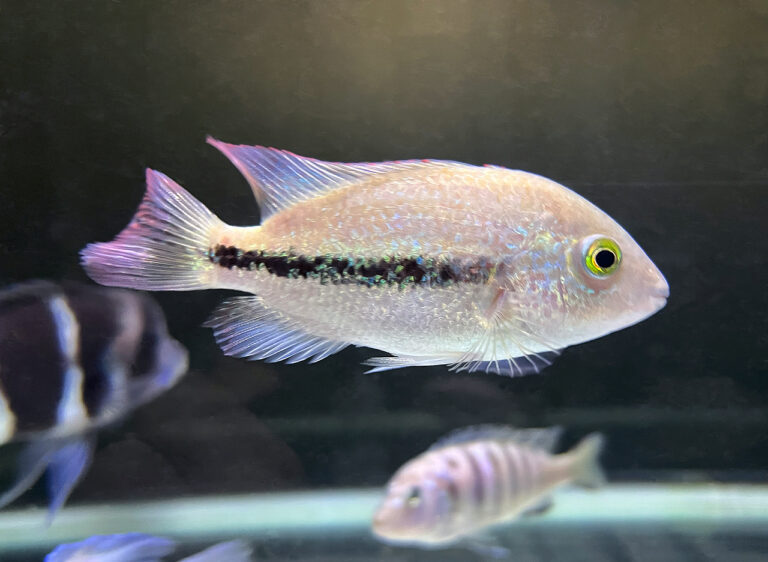 雷魚図鑑